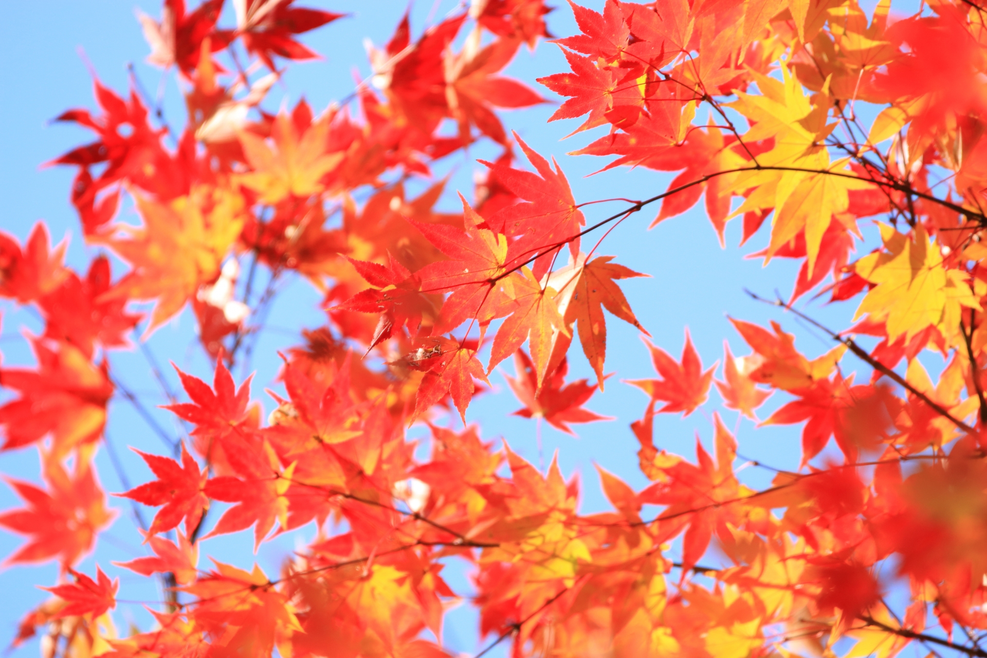 WACCAマンスリーレポート 11月 - 認定NPO法人女性と子ども支援センターウィメンズネット・こうべ